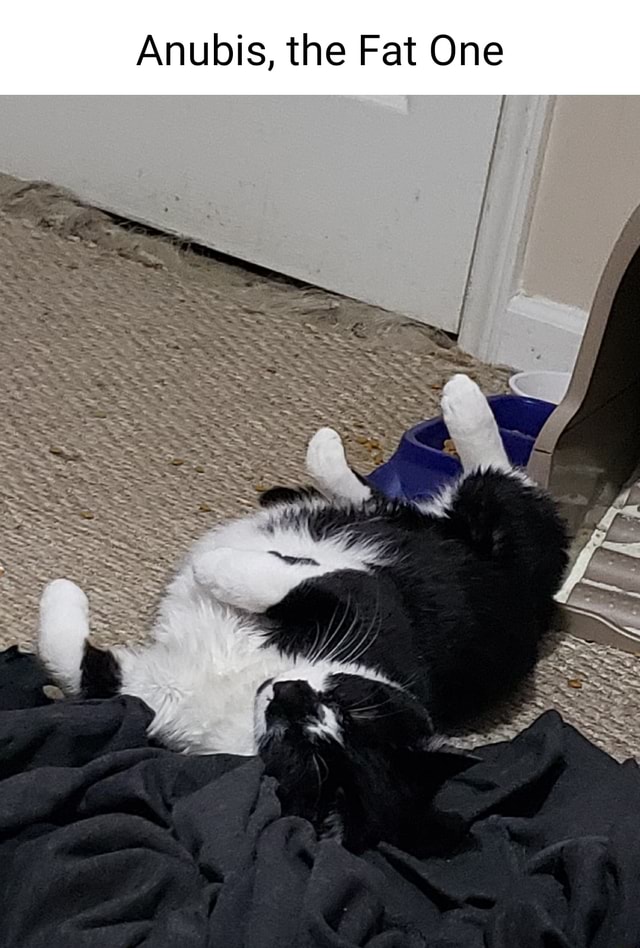 Anubis, the Fat One - iFunny