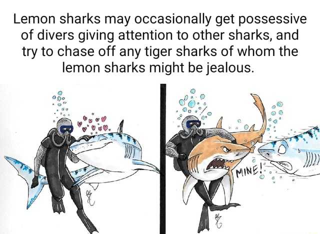 Lemon sharks may occasionally get possessive of divers giving attention ...