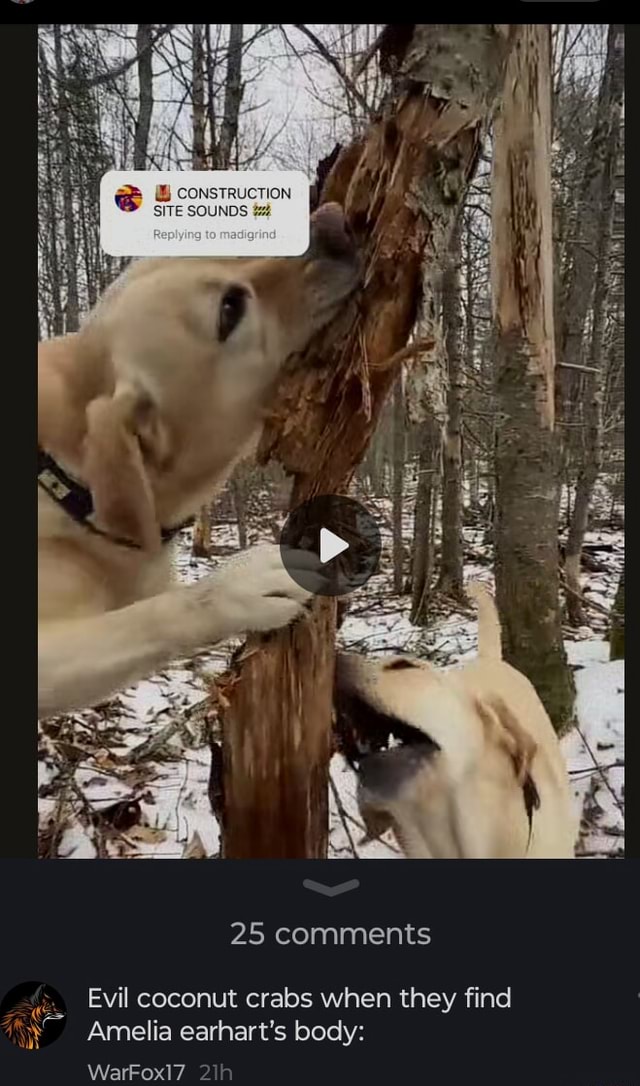 CONSTRUCTION SITE SOUNDS 25 comments Evil coconut crabs when they find ...