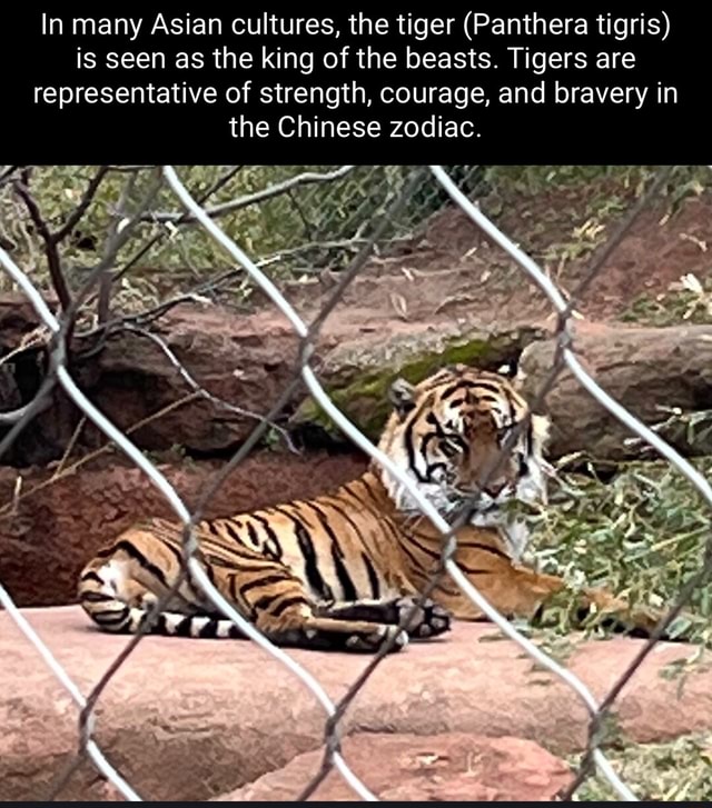 In many Asian cultures, the tiger (Panthera tigris) is seen as the king ...