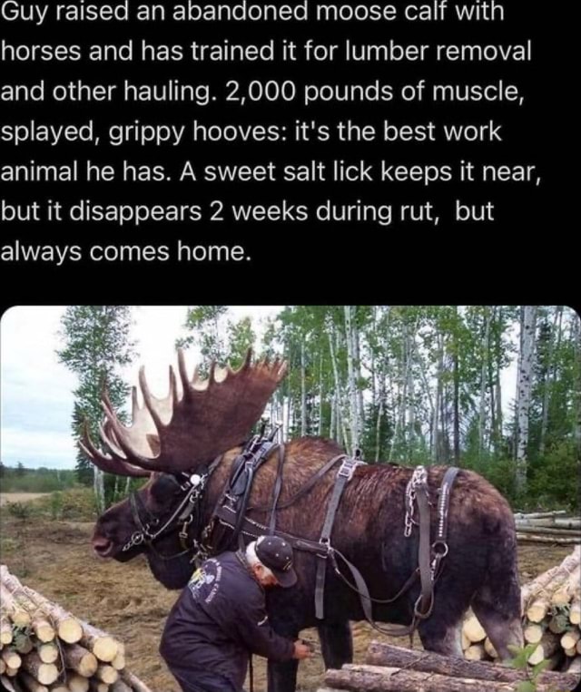 Guy raised an abandoned moose calf with horses and has trained it for ...