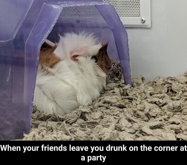 When your friends leave you drunk on the corner at a party - iFunny