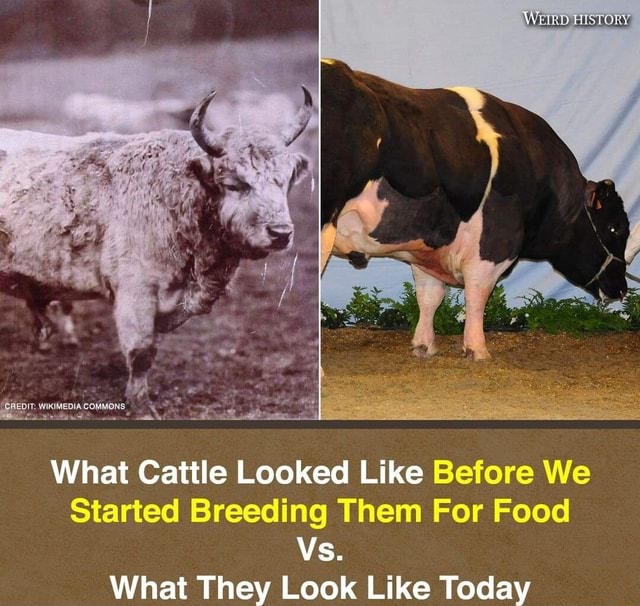 REDIT: WIKIMEDIA COMMONS: WEIRD HISTORY What Cattle Looked Like Before ...