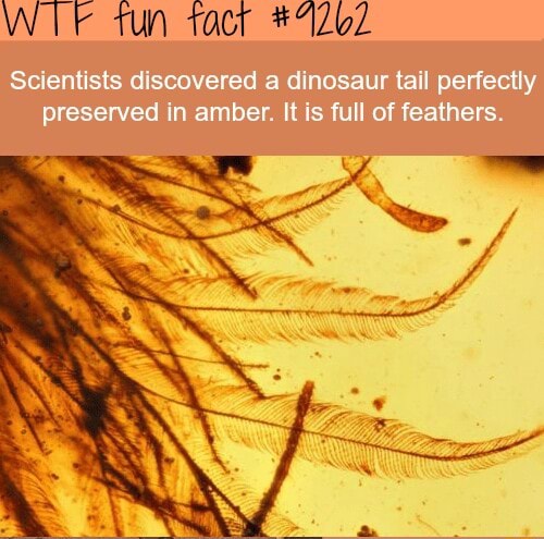 Tun Scientists discovered a dinosaur tail perfectly preserved in amber ...
