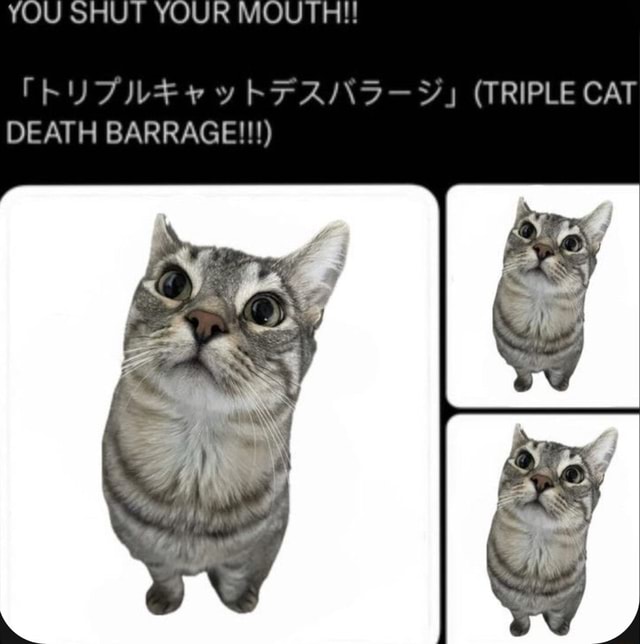 YOU SHUT YOUR MOUTH!! ThU y KFAND- (TRIPLE CAT DEATH BARRAGE!!!) - iFunny
