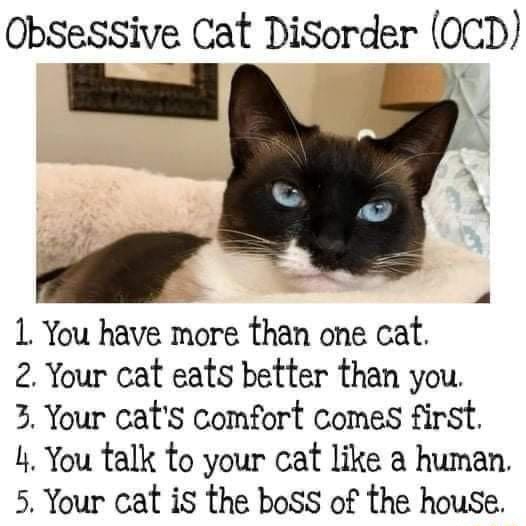 #ocd #cat #catmemes #funny #relatable - Obsessive Cat Disorder (OcD) 1 ...