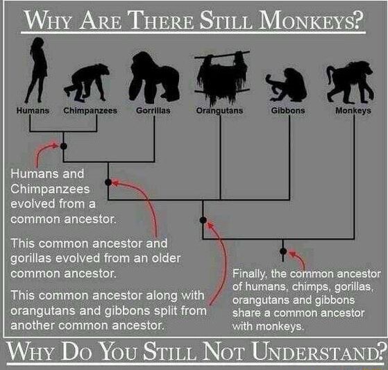 Wry Mowxeys? Humans Chimpanzees Gibbons, Monkeys Humans Chimpanzees ...