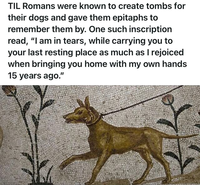 TIL Romans were known to create tombs for their dogs and gave them ...