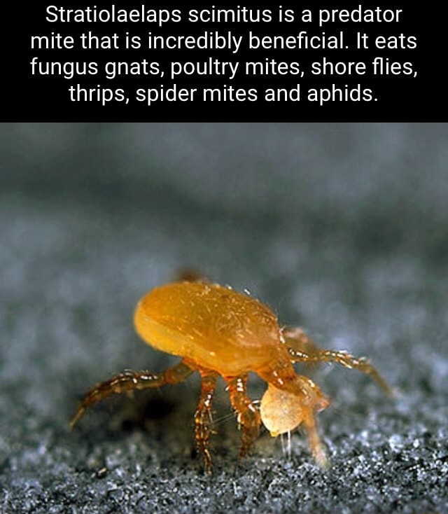 Stratiolaelaps scimitus is a predator mite that is incredibly ...