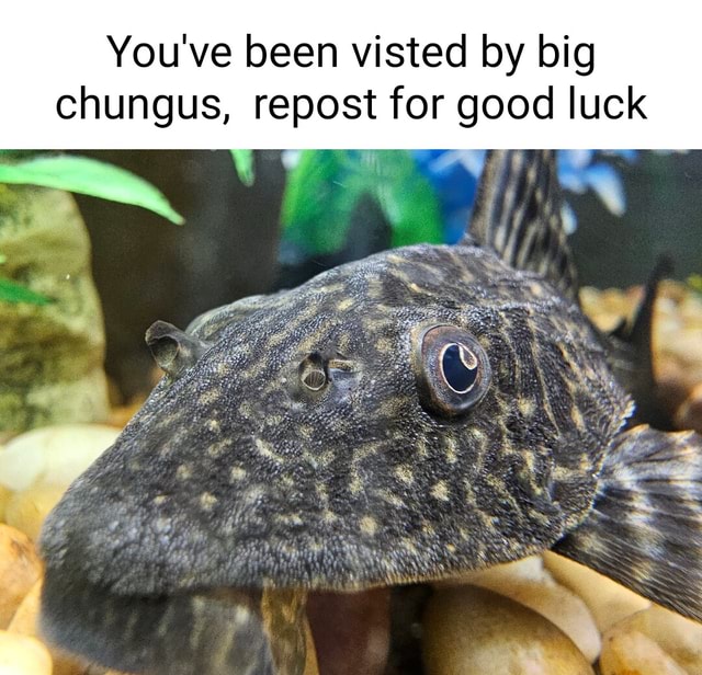 You've been visted by big chungus, repost for good luck - iFunny