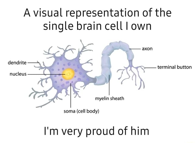 A visual representation of the single brain cell I own axon dendrite ...