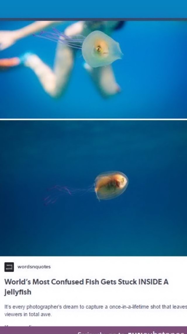 Wordsnquotes World's Most Confused Fish Gets Stuck INSIDE A Jellyfish ...