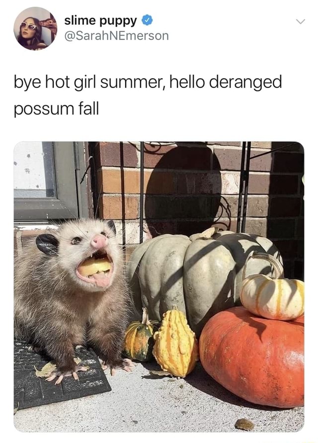 Bye hot girl summer, hello deranged possum fall - iFunny