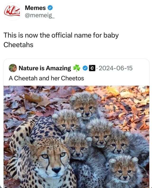 Memes @ SS @memeig_ This is now the official name for baby Cheetahs ...