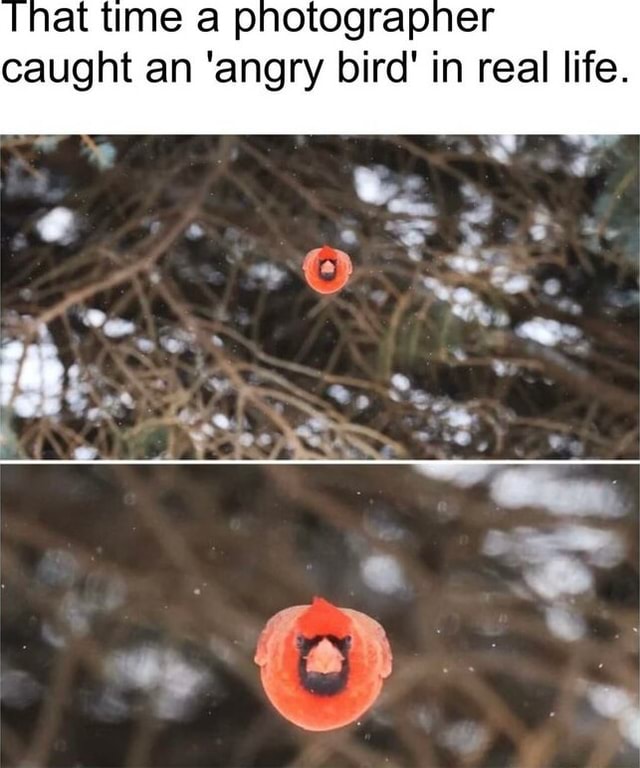 At time a photograpner caught an 'angry bird' in real life. che - iFunny