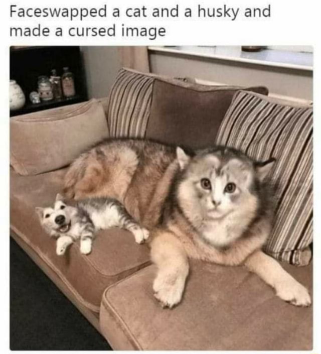 Faceswapped a cat and a husky and made cursed mage if - iFunny