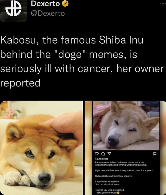 Dexerto @Dexerto Kabosu, the famous Shiba Inu behind the "doge" memes ...