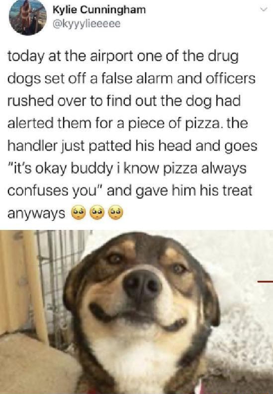 Kylie Cunningham today at the airport one of the drug dogs set off a ...