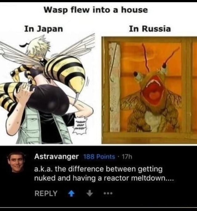 Wasp flew into a house In Japan In Russia Astravanger 185 Point a.k.a ...