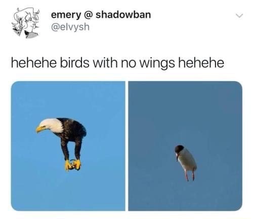 Emery @ shadowban vE @elvysh hehehe birds with no wings hehehe - iFunny