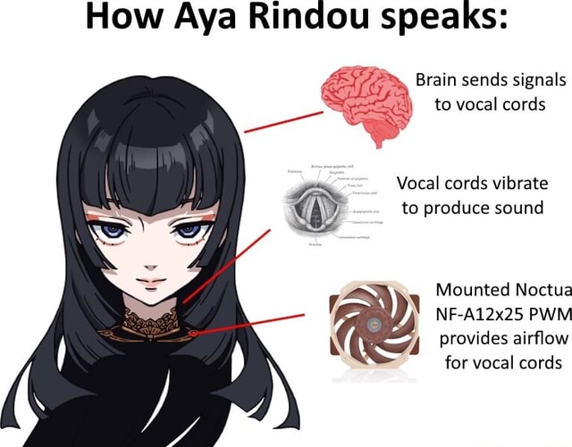 How Aya Rindou speaks: Brain sends signals to vocal cords Vocal cords ...