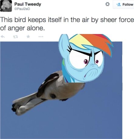 This bird keeps itself in the air by sheer force of anger alone. - iFunny
