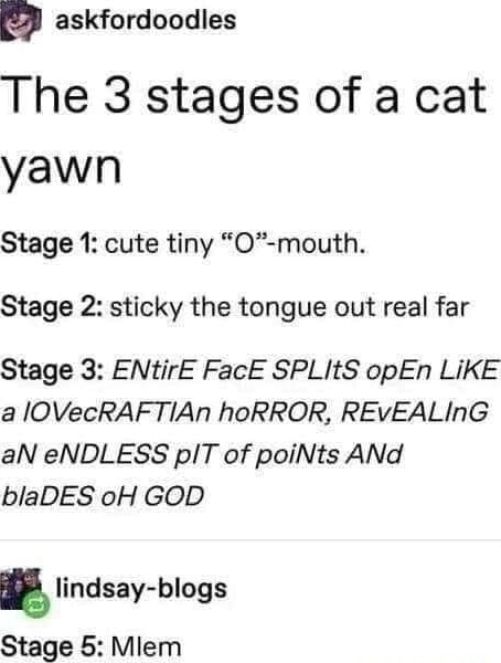 The 3 stages of a cat yawn Stage 1: cute tiny mouth. Stage 2: sticky ...