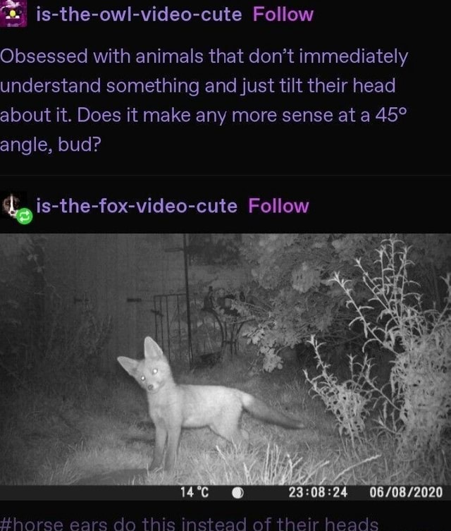 Obsessed with animals that don't immediately understand something and ...