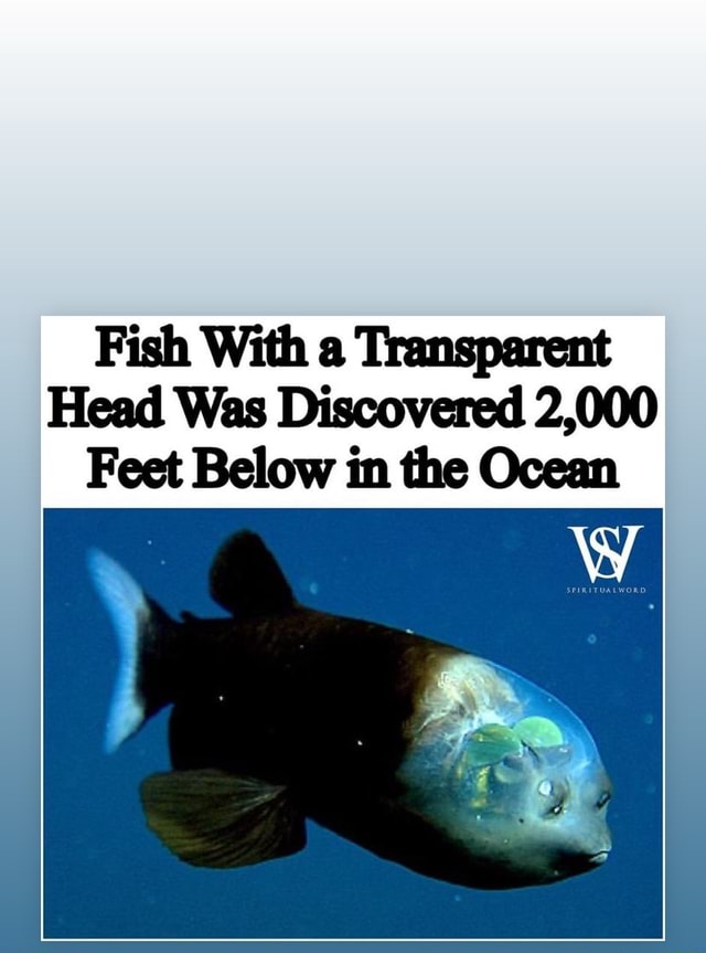Fish With a Transparent Head Was Discovered 2,000 Feet Below in the ...