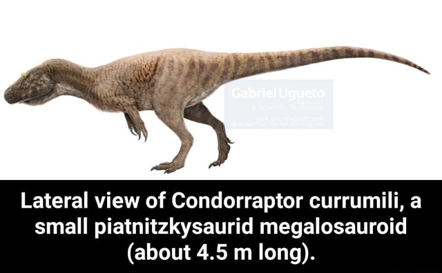 Lateral view of Condorraptor currumili, a small piatnitzkysaurid ...