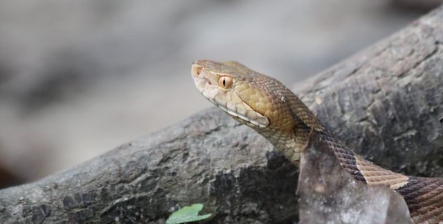Copperheads are one of the most iconic and feared snakes in the US ...