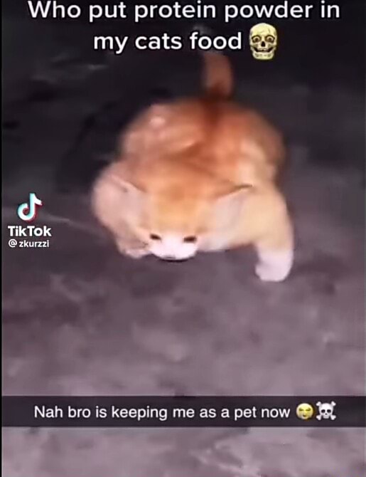 Who put protein powder in my cats food TikTok Nah bro is keeping me as ...