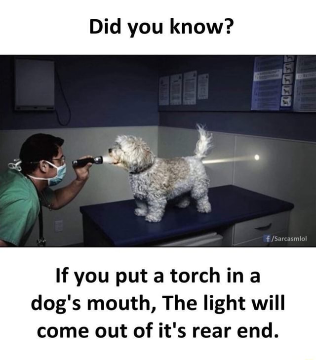 Did you know? If you put a torch in a dog's mouth, The light will come ...
