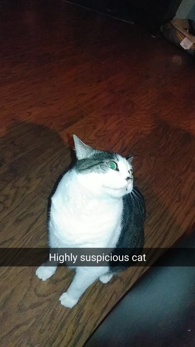 Highly suspicious cat - iFunny