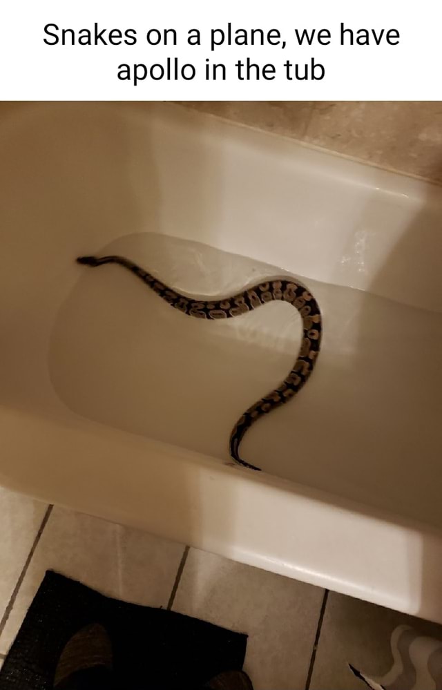 Snakes on a plane, we have apollo in the tub - America’s best pics and ...