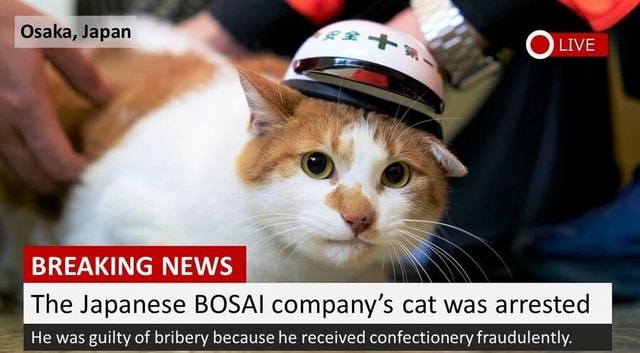 Osaka, Japan O LIVE BREAKING NEWS The Japanese BOSAI company's cat was ...