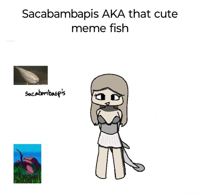 Sacabambapis AKA that cute meme fish - iFunny