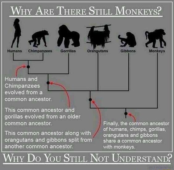 Wry Age Moneys? Humans ane Chimpanzees, evelved from a commen aneestor ...