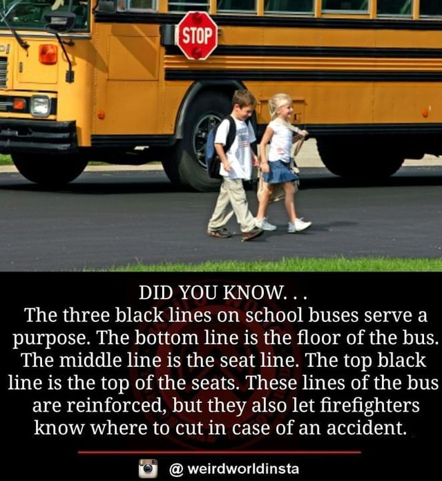 DID YOU KNOW... The three black lines on school buses serve a purpose ...