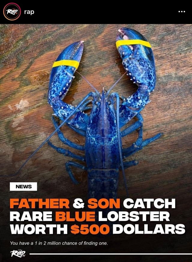 Rep rap FATHER & SON CATCH RARE BLUE LOBSTER WORTH $500 DOLLARS You ...