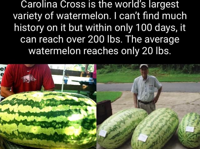 Carolina Cross is the worlds largest variety of watermelon. I can't ...