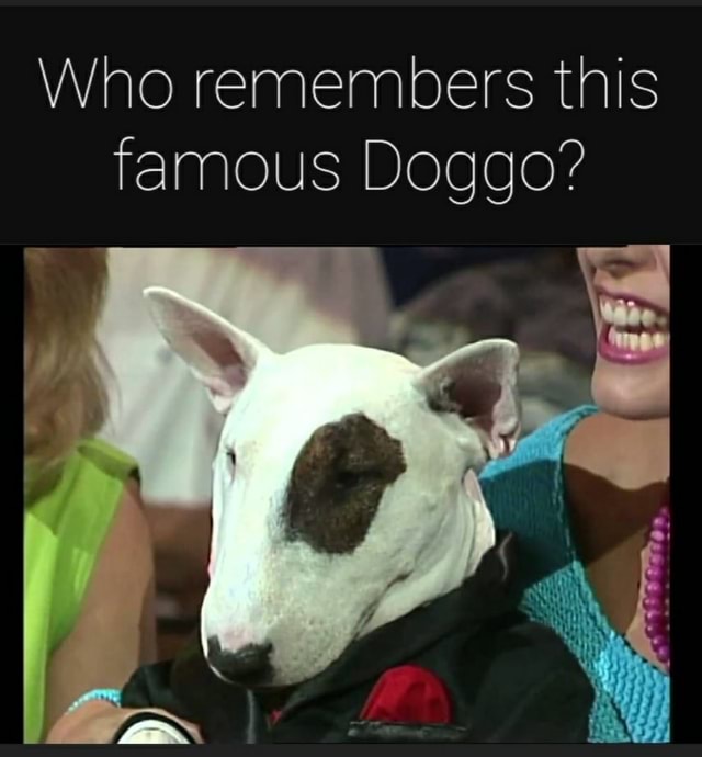 Who remembers this famous Doggo? - America’s best pics and videos