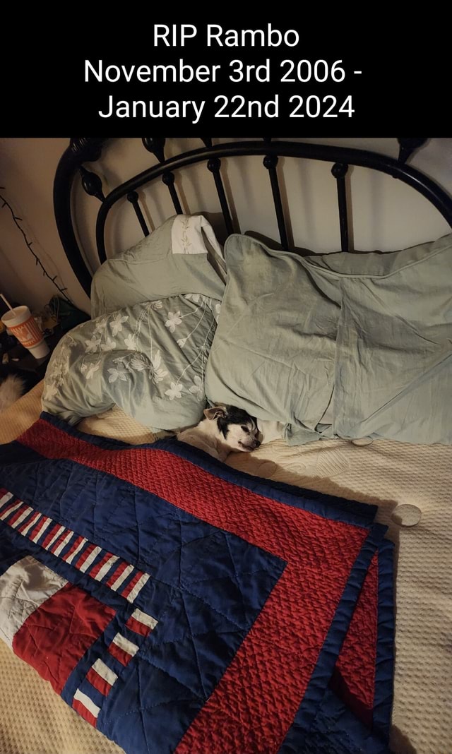 RIP Rambo November 2006 - January 22nd 2024 - iFunny