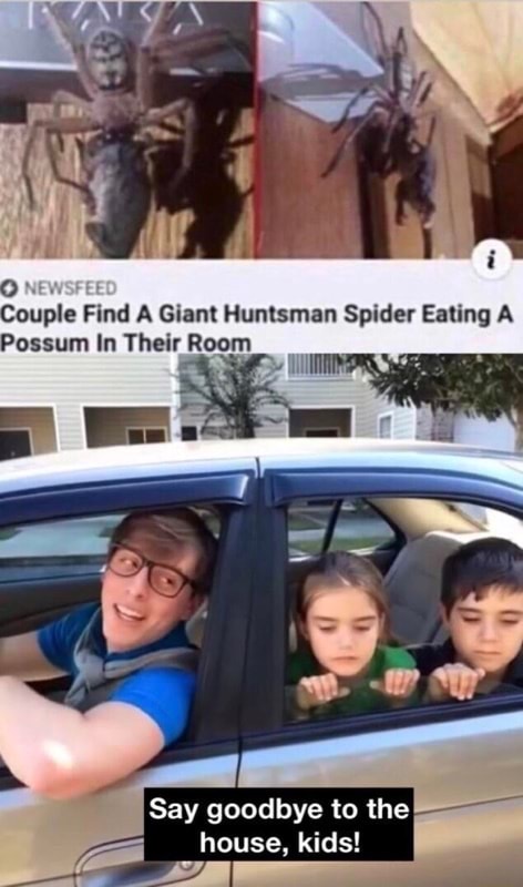 Ouple Find A Giant Huntsman Spider Eating A Possum In Their Room Say ...