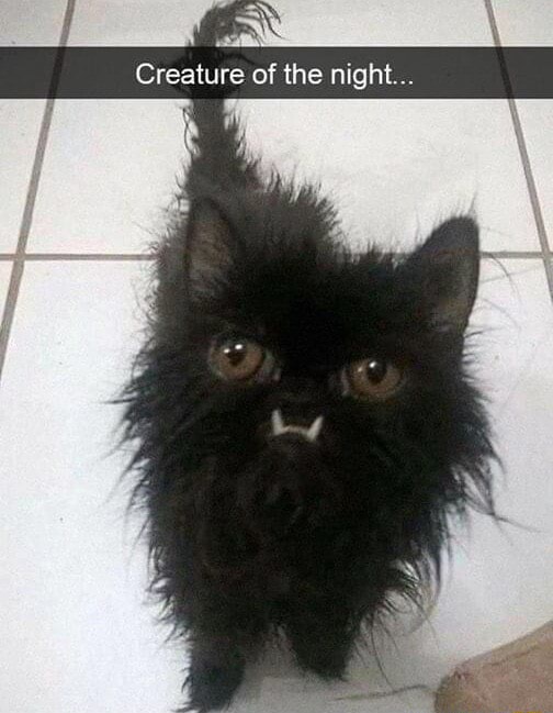 Creature of the night... I - iFunny