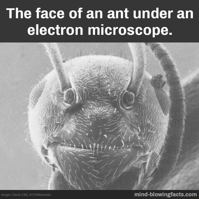 The face of an ant under an electron microscope. - iFunny