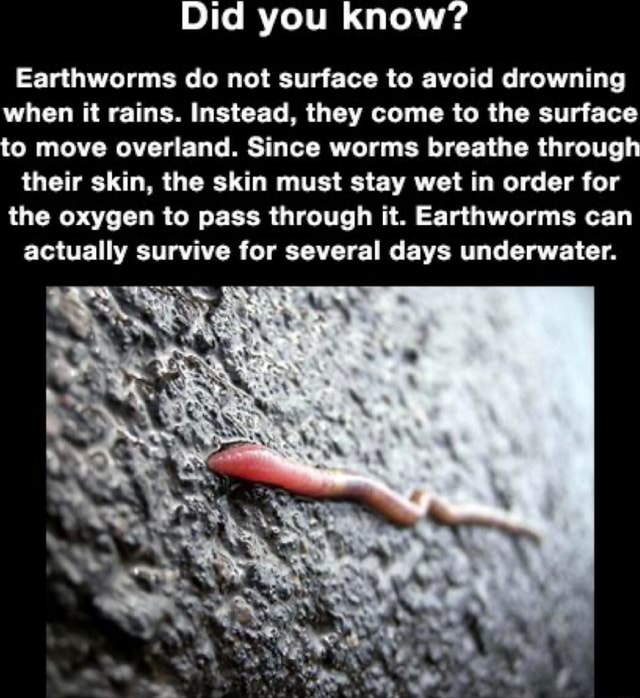 Did you know? Earthworms do not surface to avoid drowning when it rains ...