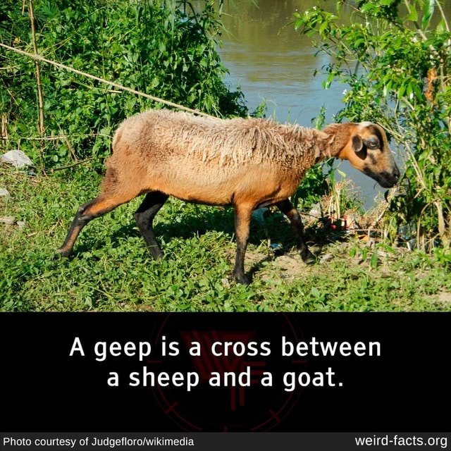 N/A - A geep is cross between a sheep and a goat. Photo courtesy of ...