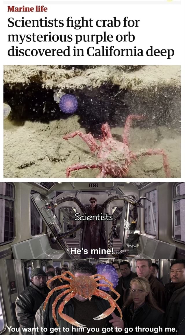 Marine life Scientists fight crab for mysterious purple orb discovered ...