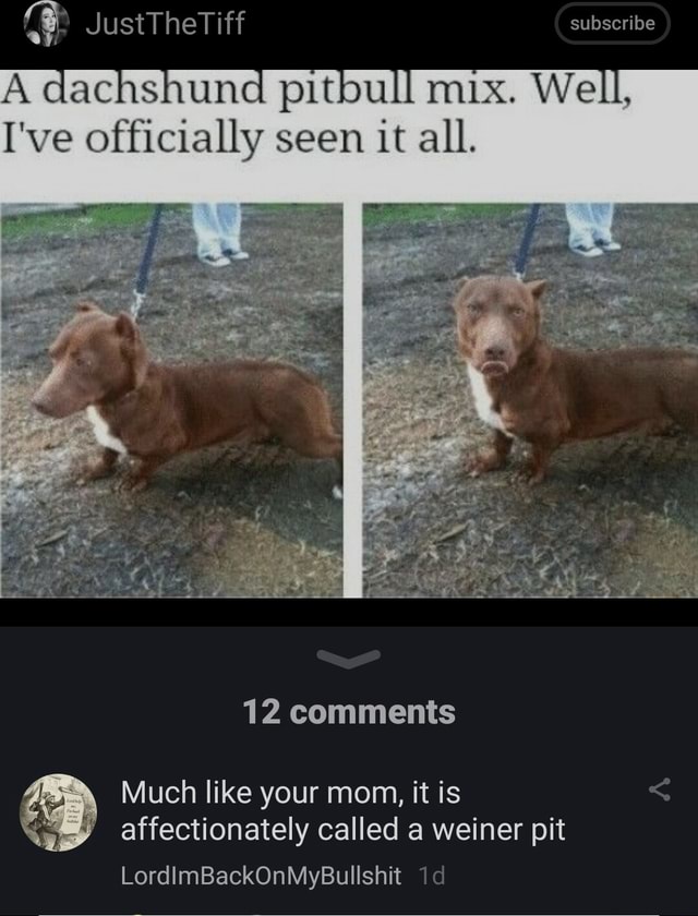 A dachshund pitbull mix. Well, I've officially seen it all. 12 comments ...